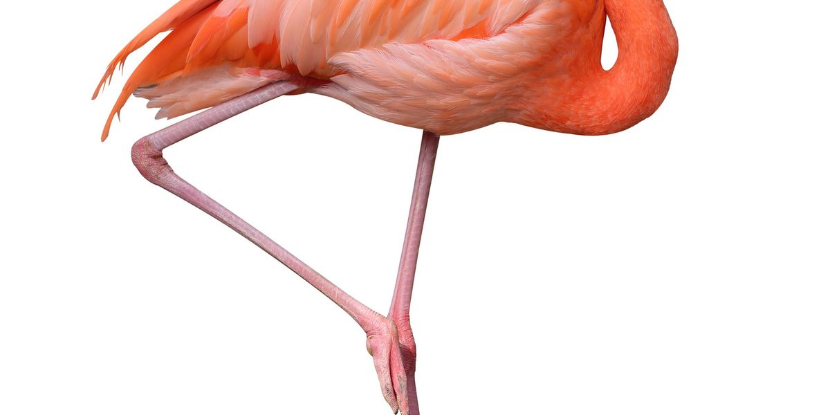 Mark Kanemura Is Our Favorite Dancing Flamingo, Also RIP Us