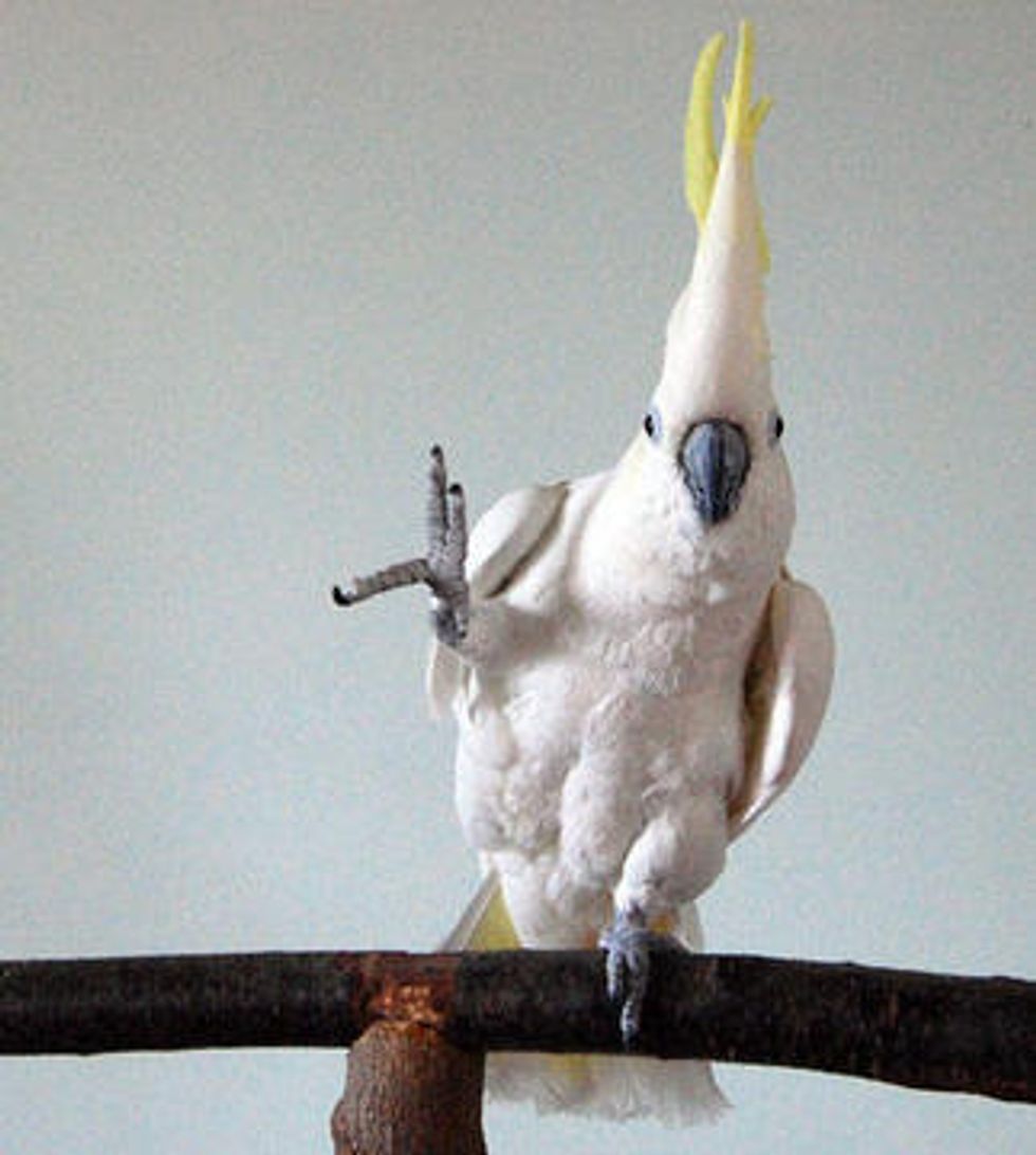 Turns Out Parrots Can Actually Shake Their Tail Feathers